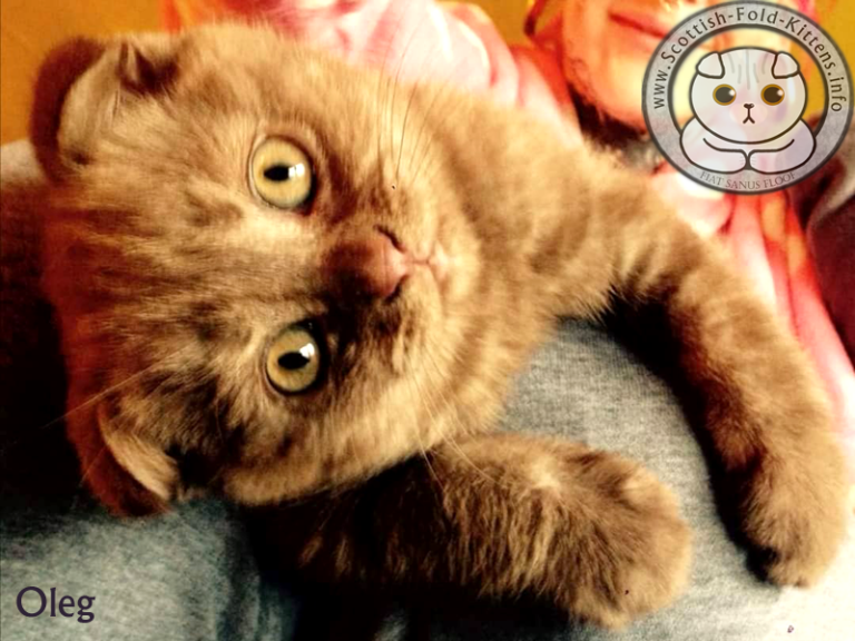 My Scottish Fold has OCD – What can I do? - Scottish-Fold-Kittens.info