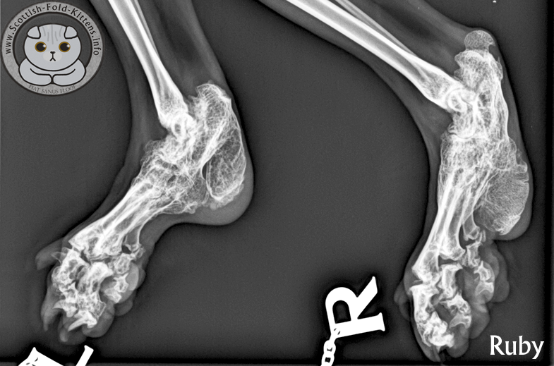 Ruby (Kitten) - Scottish-Fold-Kittens.info